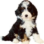 Bernedoodle Puppies | Non-Shed and Hypoallergenic | Friendliest