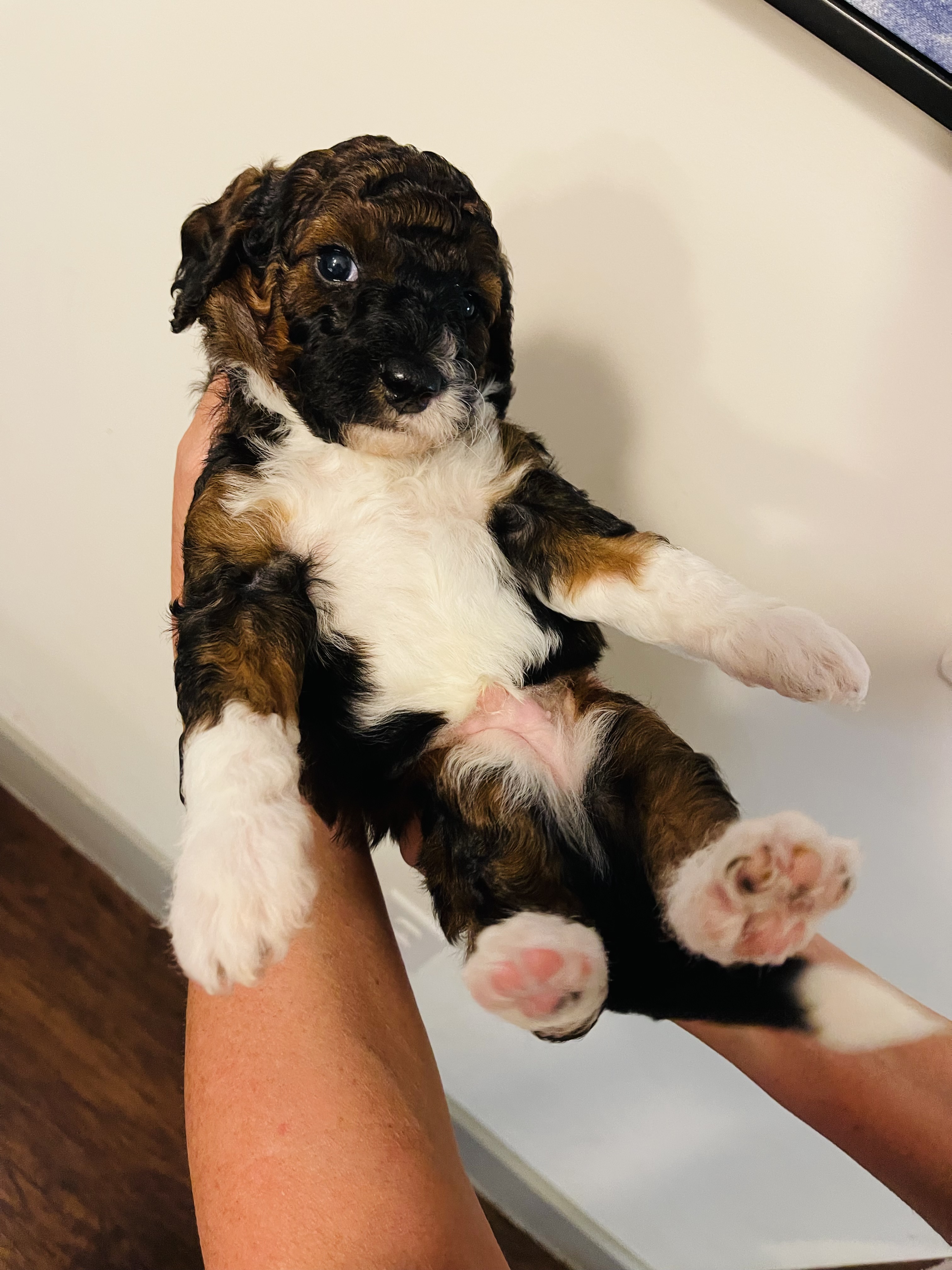 Bernedoodles, Goldendoodle and Labradoodles | Available Puppies