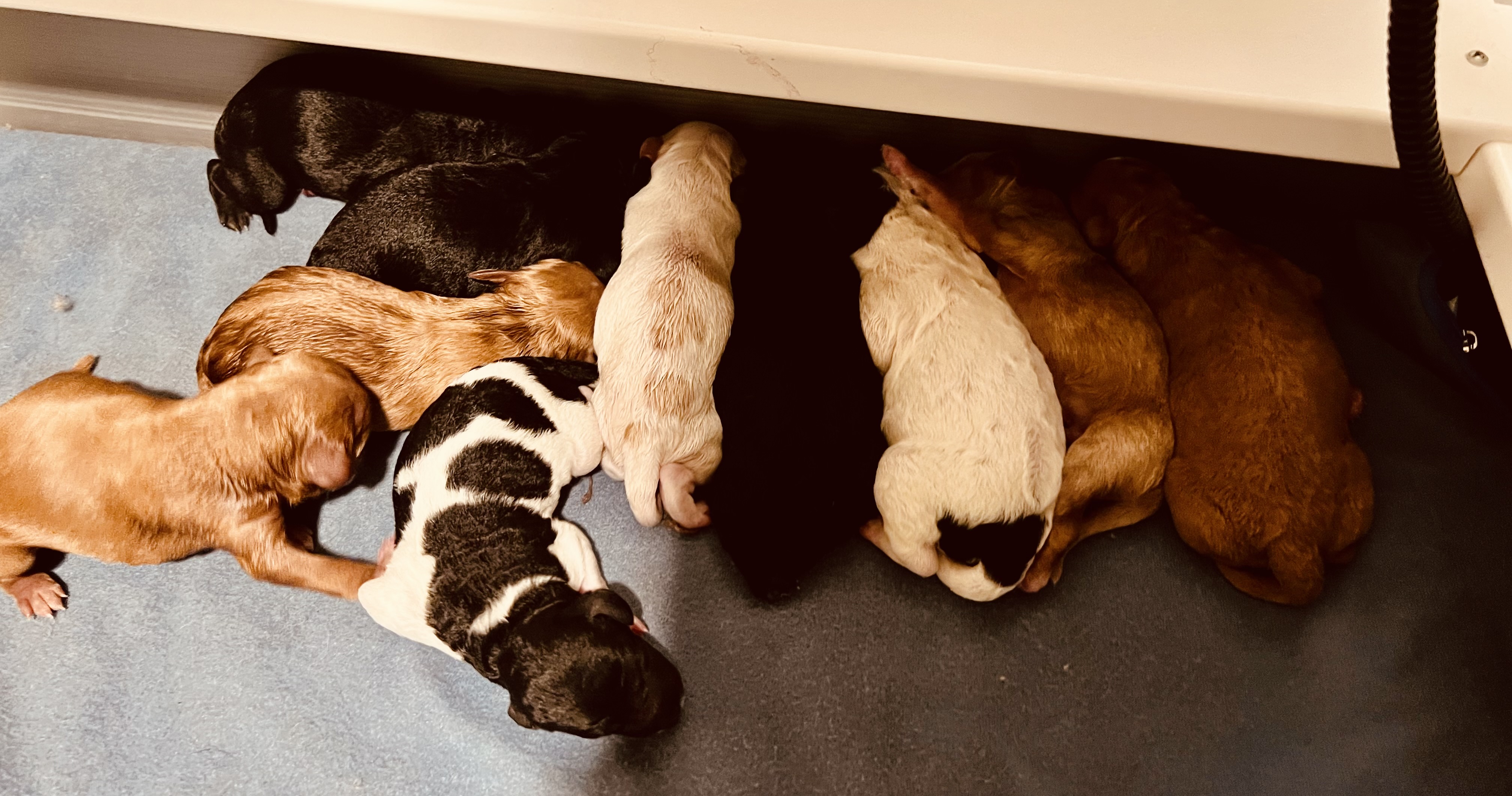 Bernedoodles, Goldendoodle and Labradoodles | Available Puppies